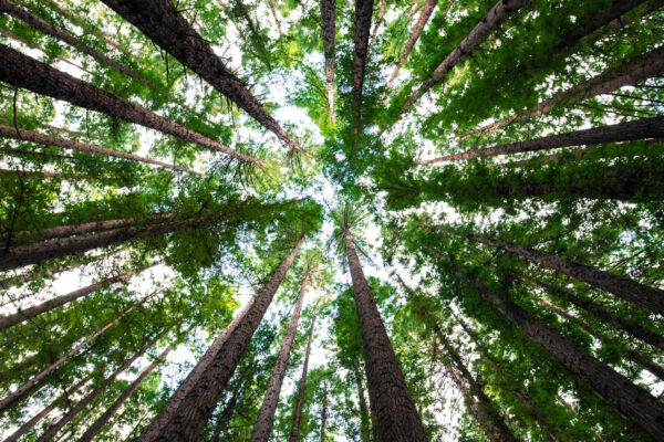 A sustainable commitment with Hotels for Trees - Crowne Plaza Geneva